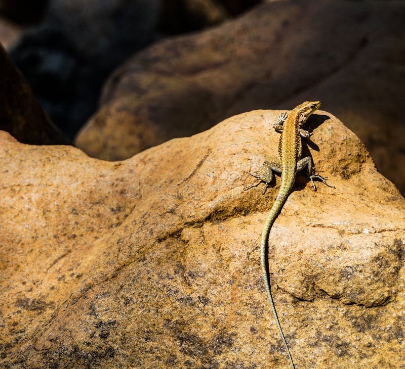 Lizard on a rock. stock image. Image of alone, dragon - 140998555