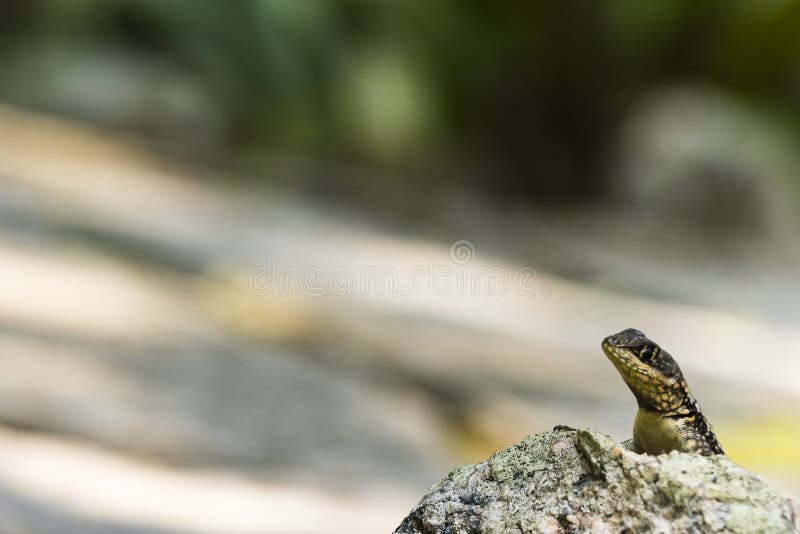 A lizard on a rock stock image. Image of brasil, garden - 67411339
