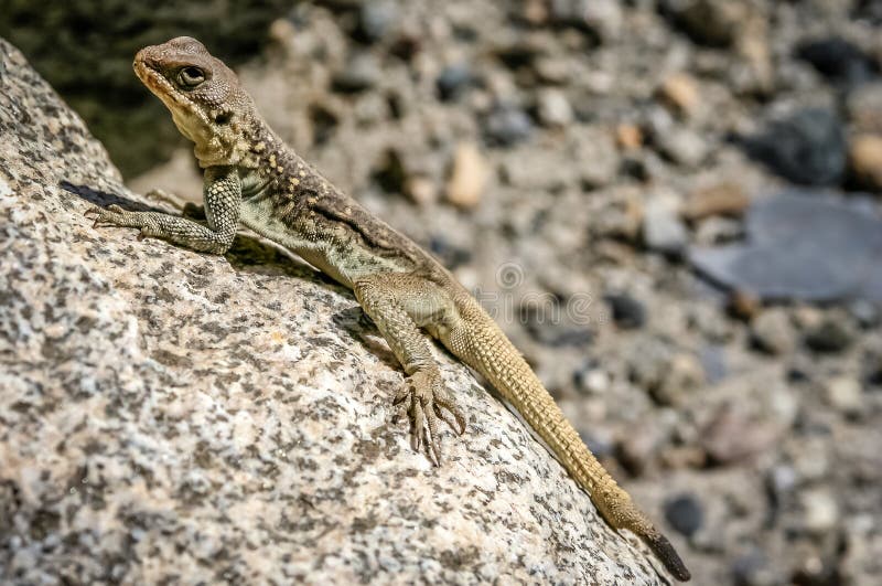 231 Lizard Pakistan Stock Photos - Free & Royalty-Free Stock Photos ...