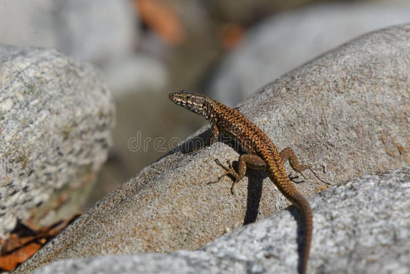 Lizard on the rock stock image. Image of rose, protection - 87582499
