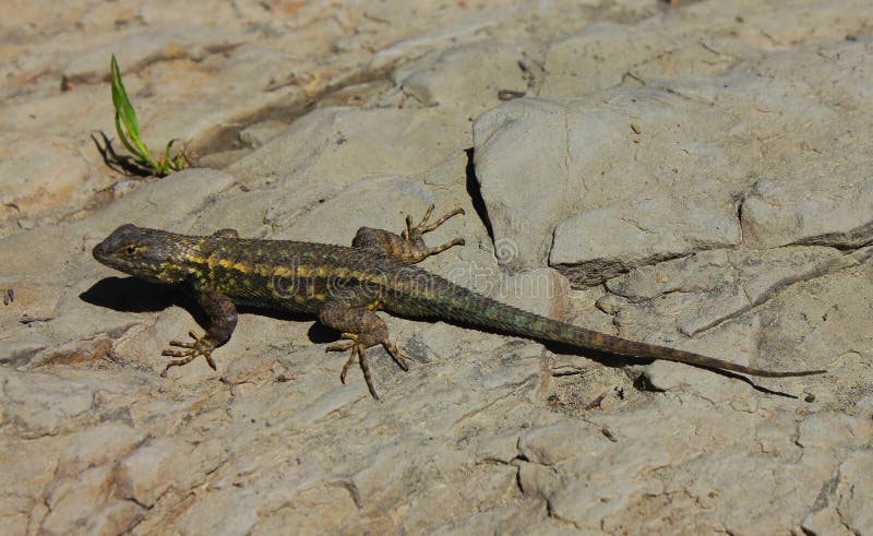 Lizard stock image. Image of lizard, california, watchful - 78177085