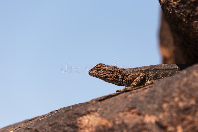 Lizard on a rock stock photo. Image of relaxing, nationalpark - 92981234