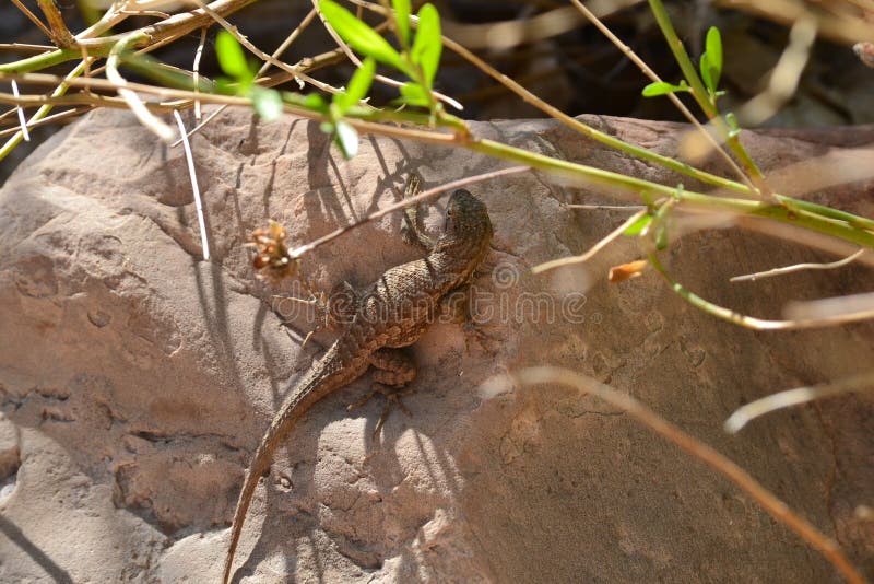 Lizard on a Rock stock image. Image of lizard, zion - 229959047