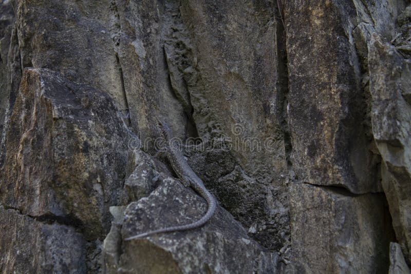 Lizard on the Rocks on a Hot Summer Day Stock Photo - Image of wildlife ...