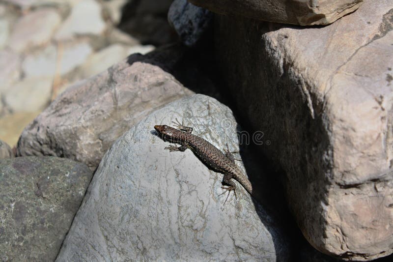 Lizard among the Rocks. Image in Grey Colors Stock Photo - Image of ...