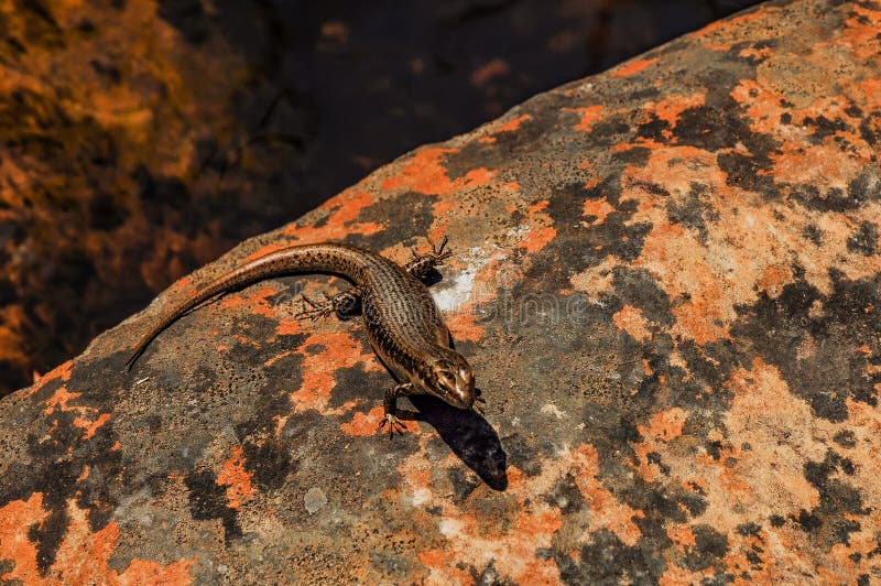 Lizard on the rocks stock image. Image of lizard, stones - 82742561