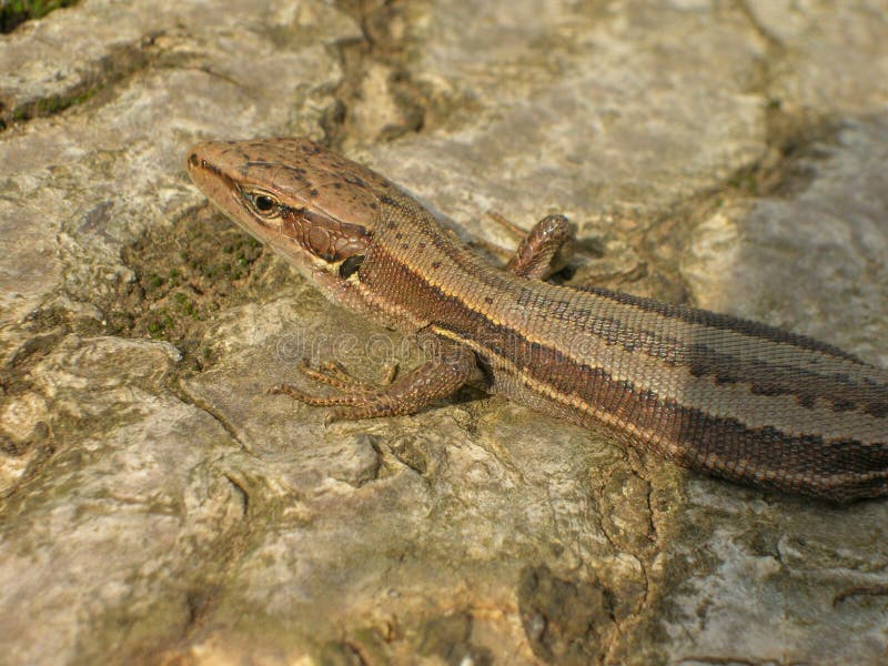 Lizard on rocks stock photo. Image of wild, vivid, russian - 67412916