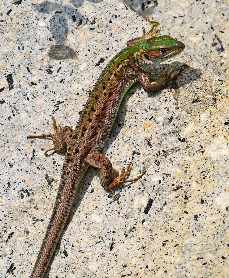 Lizard on the Rocks in Summer Time Stock Photo - Image of vertebrate ...