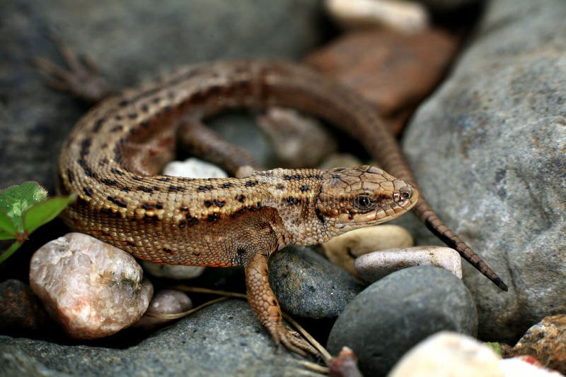 Strange lizard 3 stock image. Image of exotic, terrarium - 1116513