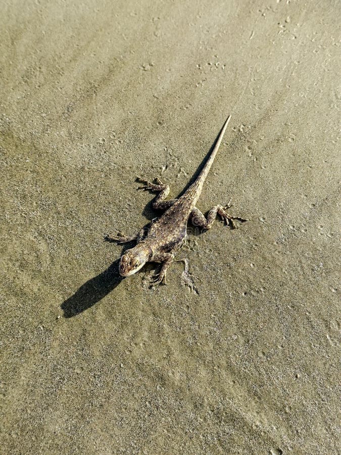 .Lizard Running on the Shore of the Beach Stock Photo - Image of shore ...