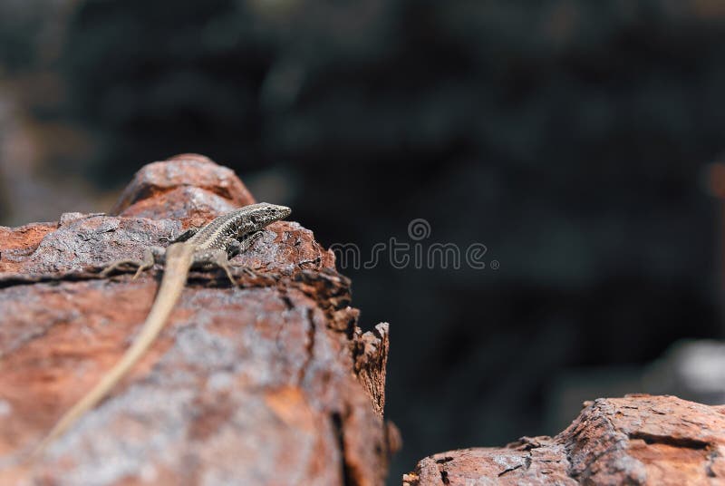 Lizard on rusty ruin stock image. Image of decline, coloured - 213567437