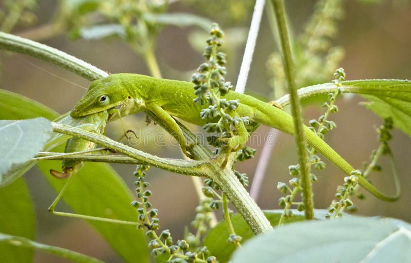 Lizard s Dinner stock photo. Image of dinner, grasshopper - 47297484