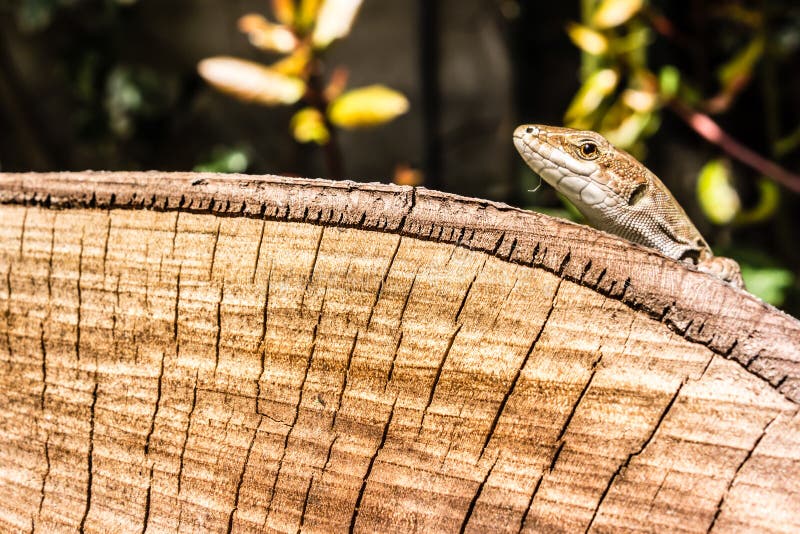 Lizard s head stock photo. Image of closeup, calm, beautiful - 38491252
