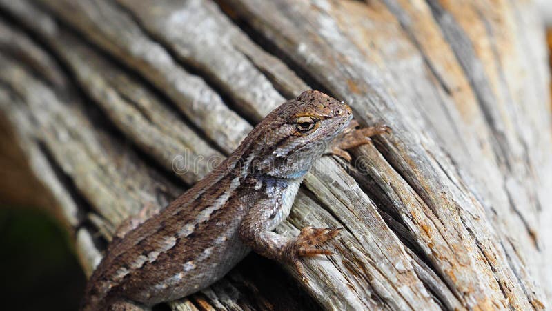 A Lizard s Portrait stock image. Image of happy, head - 191529183
