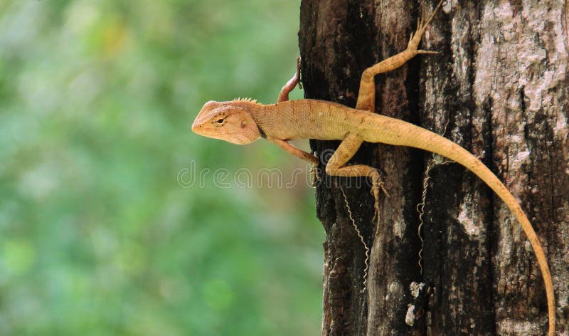 Lizard s stare stock image. Image of looking, yellow - 31096319