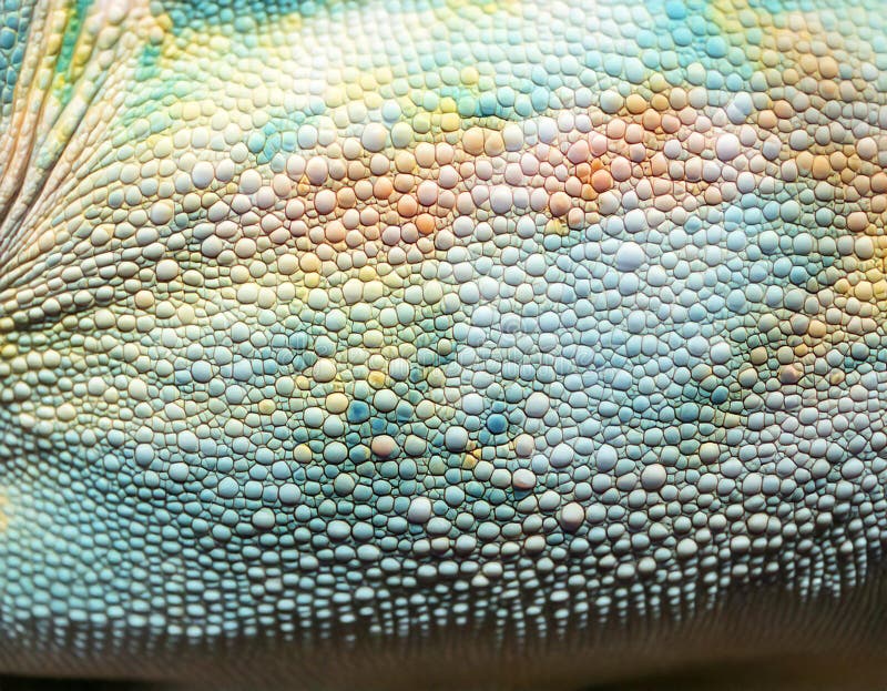 Lizard's Tail Blue Green Pattern Stock Photos - Free & Royalty-Free ...