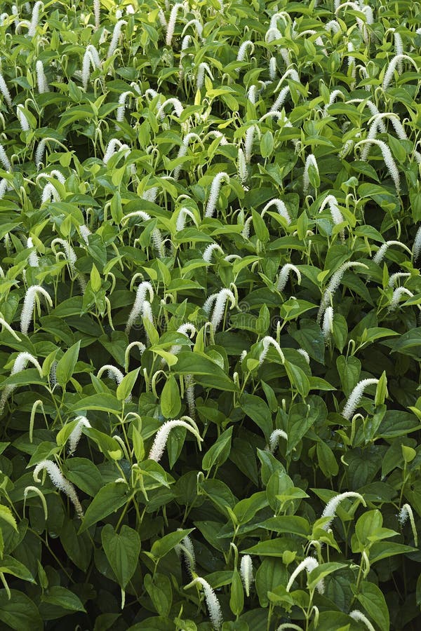 Lizard`s tail flowers stock image. Image of saururaceae - 156346029