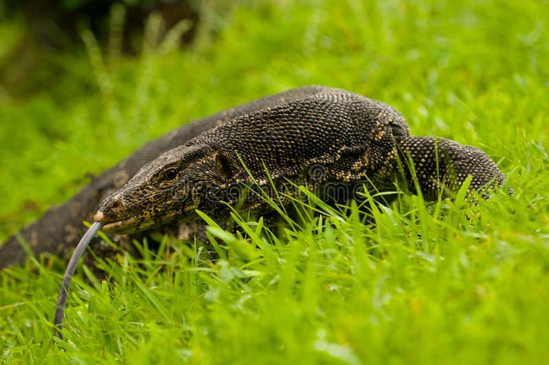 Lizard s tonque stock image. Image of wild, scary, wildlife - 13406207