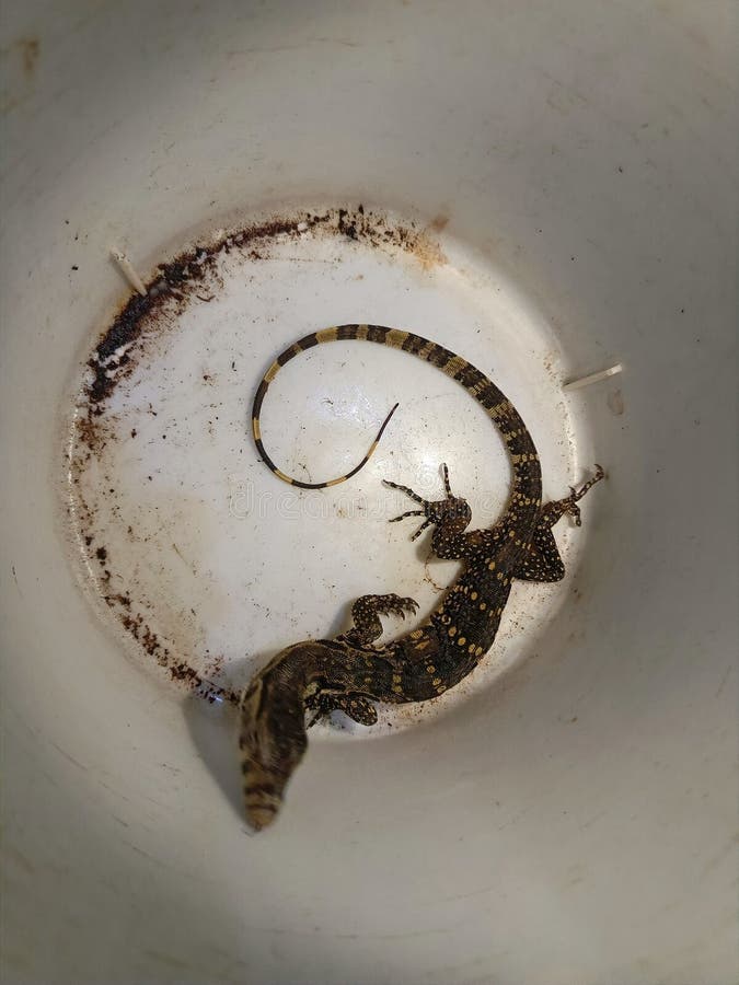 A Lizard is Sad when Its Parents Live Stock Image - Image of background ...