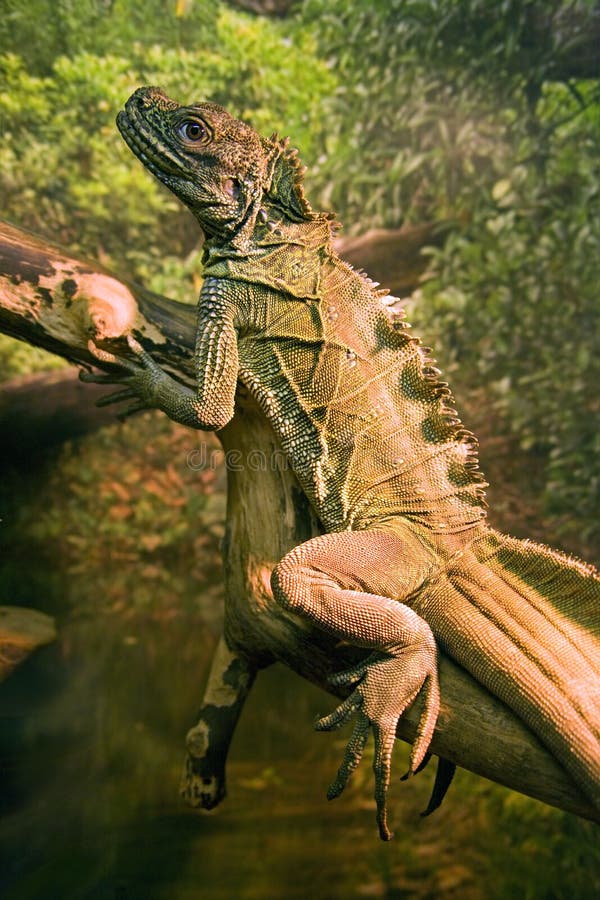 The Lizard Sailing Reptile Scaly Ridge Sail Stock Photo - Image of ...