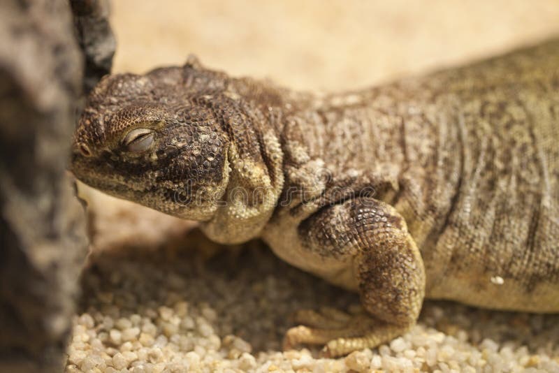 Lizard on the sand stock image. Image of nature, brown - 22235153