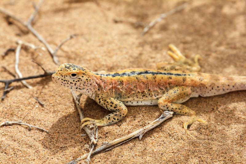 Lizard in the Gobi Desert. Mongolia Stock Photo - Image of cold ...