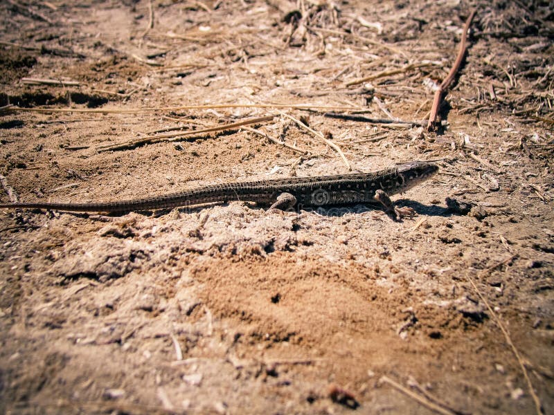 Lizard on sand stock photo. Image of motley, lacerta - 31090136