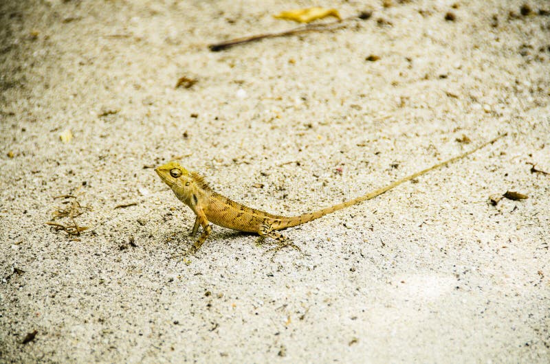 Lizard on sand stock image. Image of beach, tree, wild - 39496729