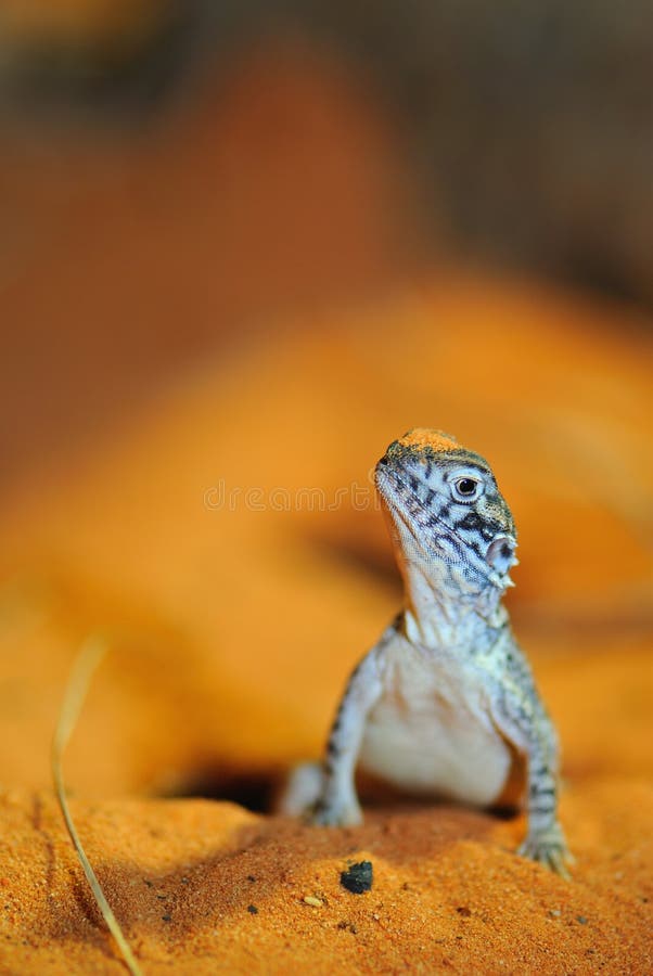 Lizard in sand stock image. Image of detail, vertebrate - 54483663