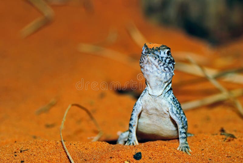 Lizard in sand stock photo. Image of tailed, desert, detail - 54483780