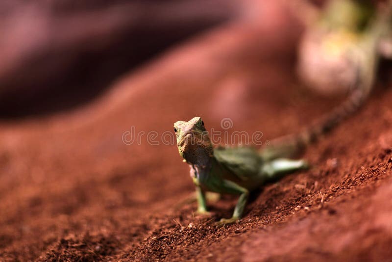 The lizard on a sand stock photo. Image of desert, color - 46376124