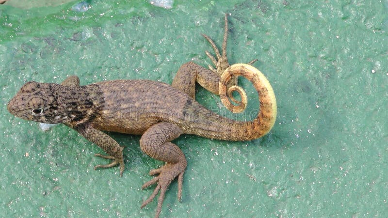 Lizard in the sand stock image. Image of reptile, wild - 112317371