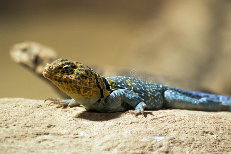 Lizard on sand stock photo. Image of wildlife, outdoors - 73782282