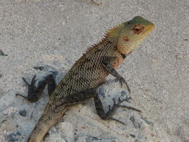 Lizard on the sand. stock photo. Image of lizard, reptile - 92486110