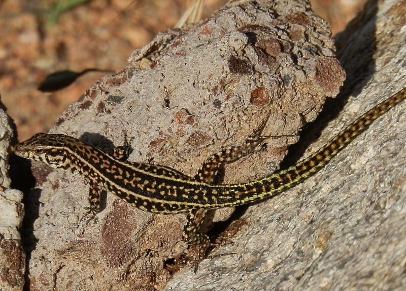Wildlife in Sardinia stock image. Image of sand, holiday - 10022989