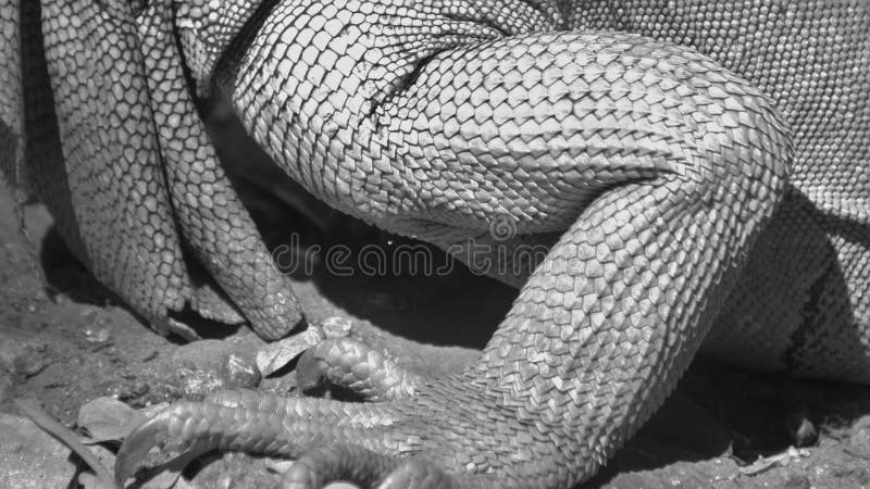 Lizard Scales stock photo. Image of scales, white, black - 117547702