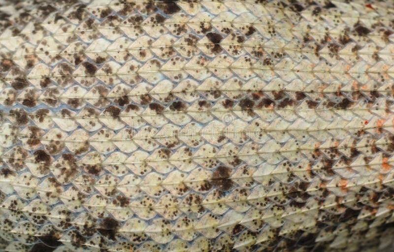 Lizard scales stock image. Image of black, stitch, shaped - 45623475