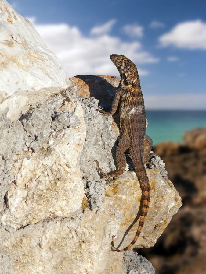 Caribbean Lizard stock image. Image of ocean, catchlight - 12425869