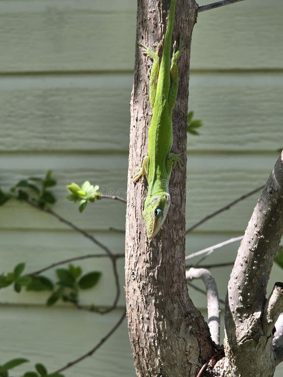 A Lizard that is Upside Down - Walking Down the Tree Stock Image ...