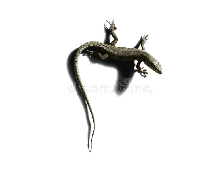 Lizard and shadow stock image. Image of head, shadow, legs - 1931097