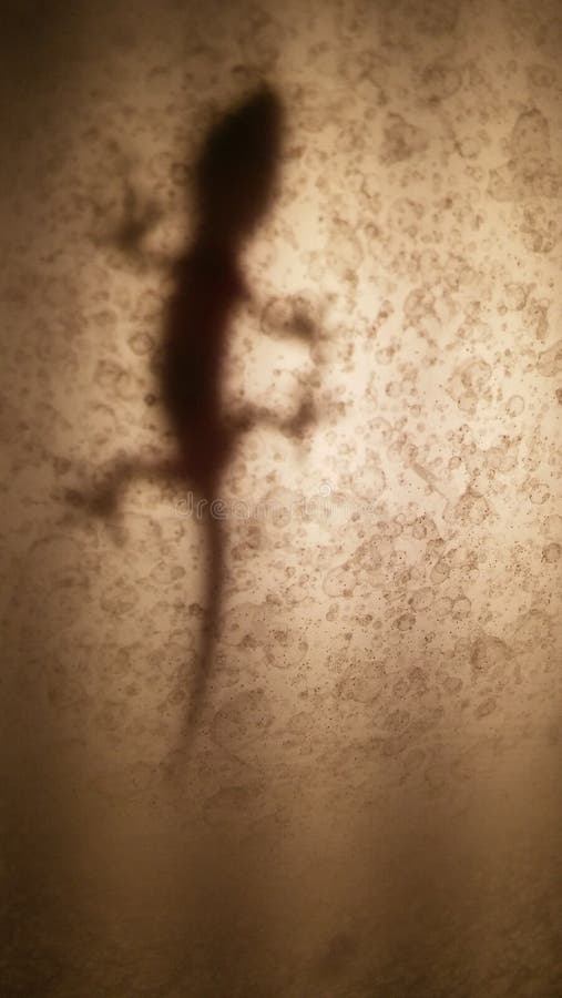 Lizard Shadow Gecko Climbing a Lamp Stock Photo - Image of text, hand ...