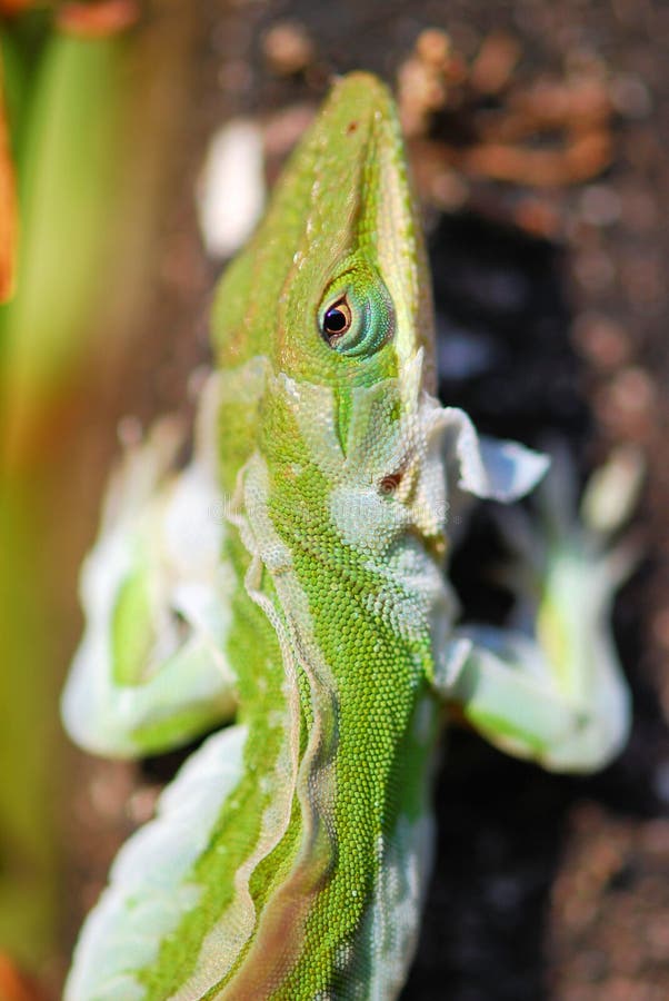 81+ Shedding Free Stock Photos - StockFreeImages