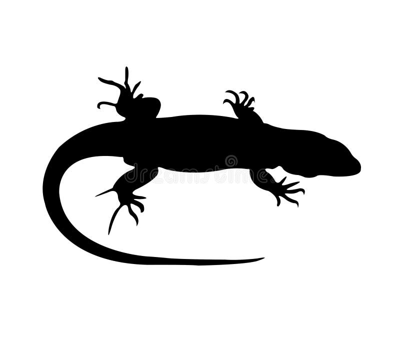 Lizard Top View Stock Illustrations – 222 Lizard Top View Stock ...