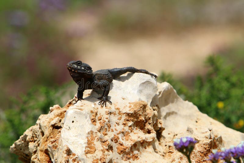 The Lizard Sits on a Big Rock Stock Image - Image of paws, fauna: 147997893