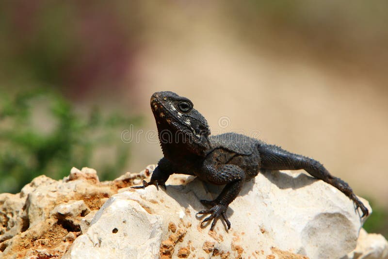 The Lizard Sits on a Big Rock Stock Image - Image of sits, animal ...