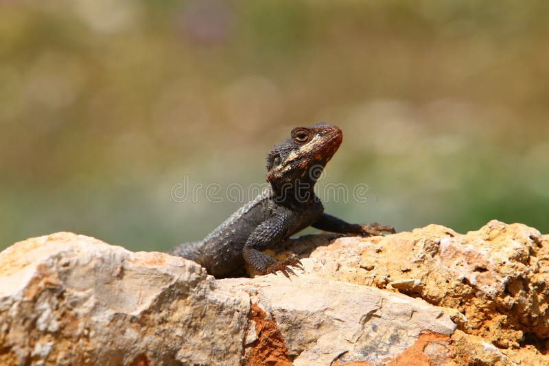 The Lizard Sits on a Big Rock Stock Photo - Image of children, nature ...