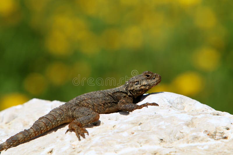 The Lizard Sits on a Big Rock Stock Photo - Image of rock, lizard ...