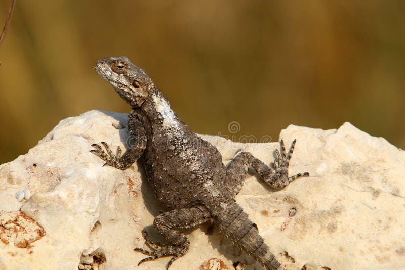 The Lizard Sits on a Big Rock and Basks in the Sun Stock Photo - Image ...
