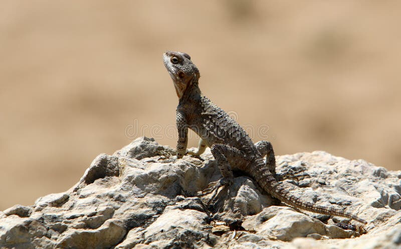The Lizard Sits on a Big Rock and Basks in the Sun Stock Photo - Image ...