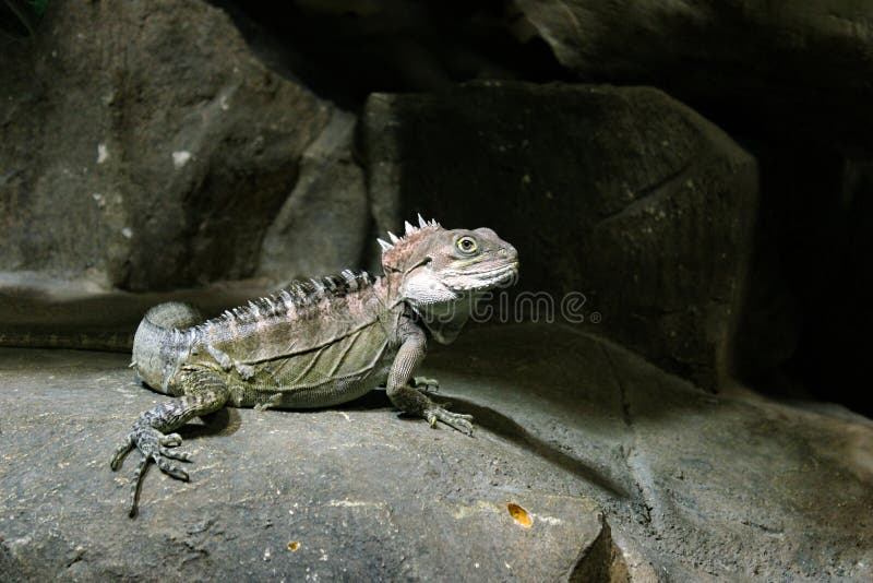 A Lizard Sits in a Cave on the Stones and Stares Intently at the Camera ...
